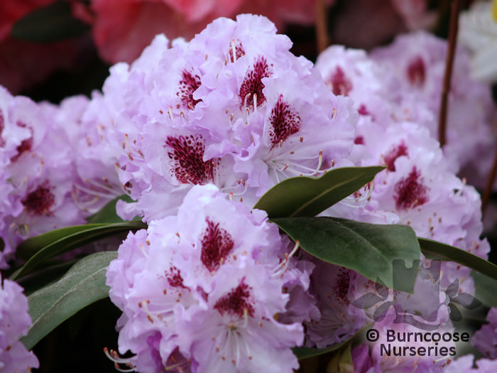 Rhododendron 'Blue Peter' from Burncoose Nurseries