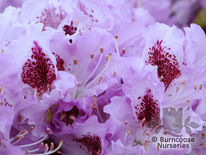Rhododendron 'Blue Peter' from Burncoose Nurseries