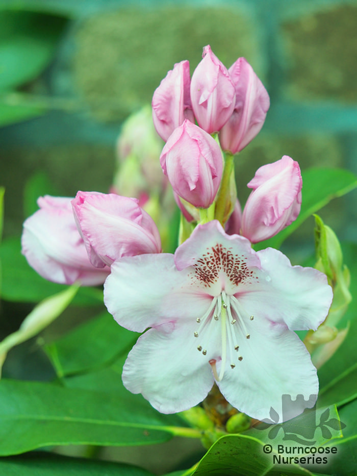Rhododendron 'Mrs Charles Pearson' from Burncoose Nurseries ...