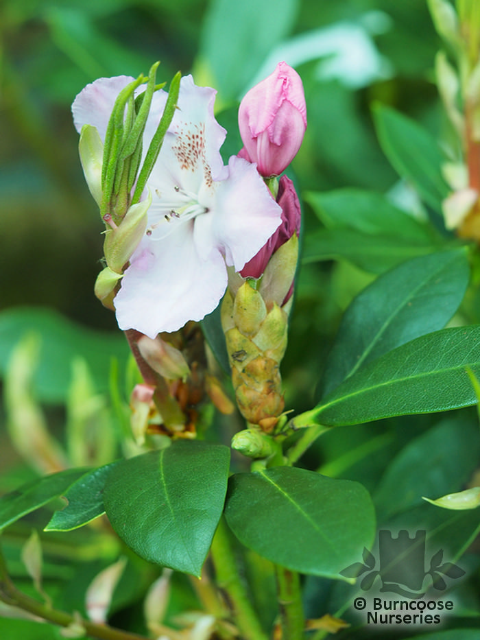 Rhododendron 'Mrs Charles Pearson' from Burncoose Nurseries ...