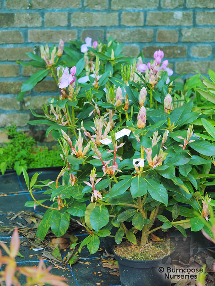 Rhododendron 'Mrs Charles Pearson' from Burncoose Nurseries ...
