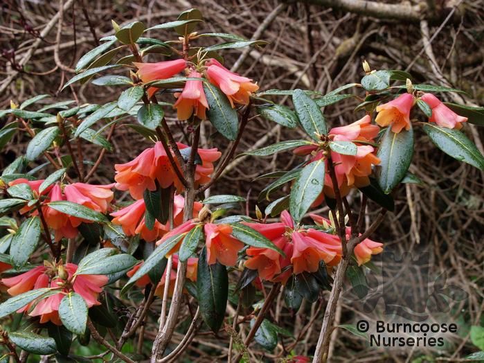 Rhododendron Cinnabarinum 'Conroy' from Burncoose Nurseries ...