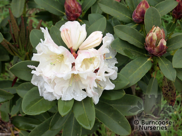 Rhododendron Decorum from Burncoose Nurseries