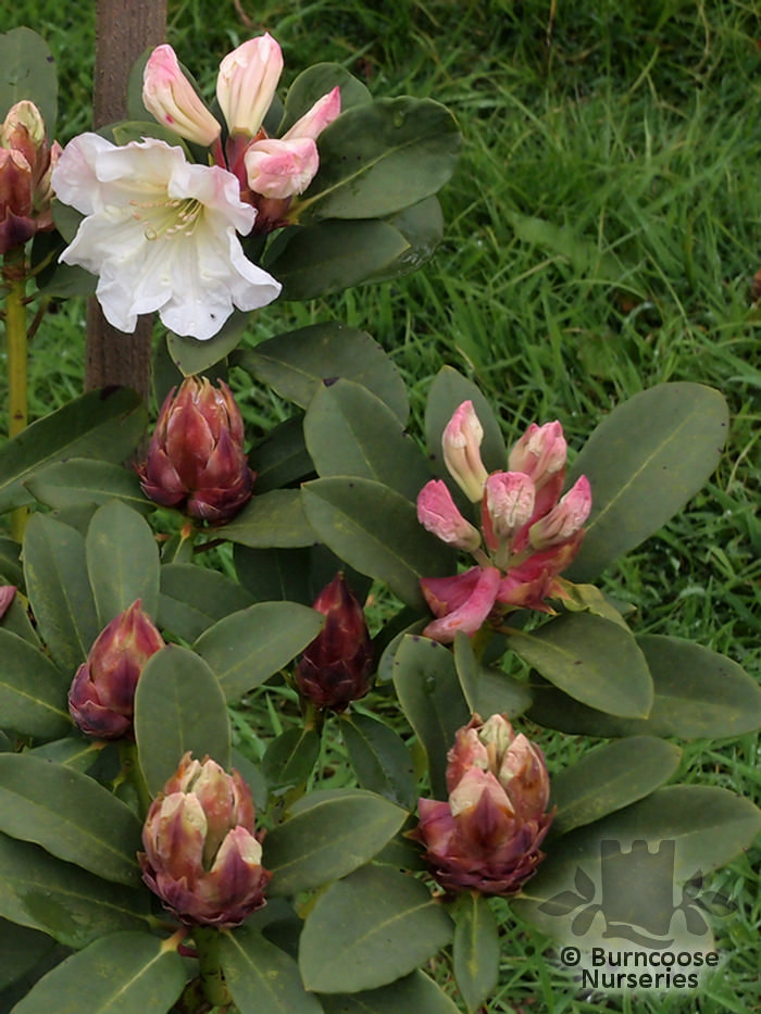 Rhododendron Decorum from Burncoose Nurseries