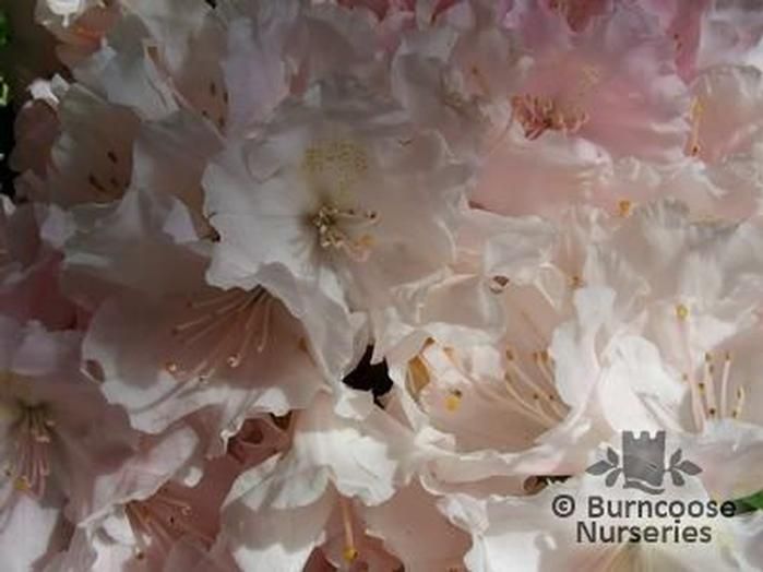Rhododendron 'Doc' from Burncoose Nurseries RHODODENDRON HYBRIDS