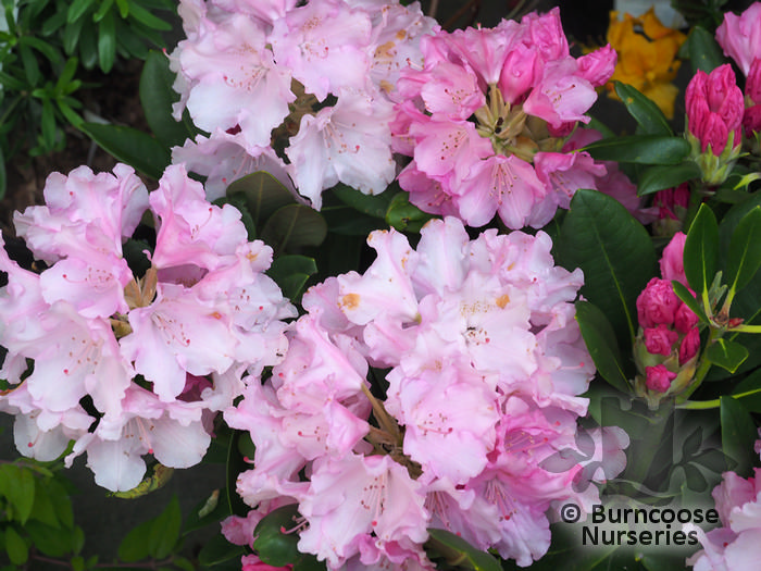 Rhododendron 'Doc' from Burncoose Nurseries RHODODENDRON HYBRIDS