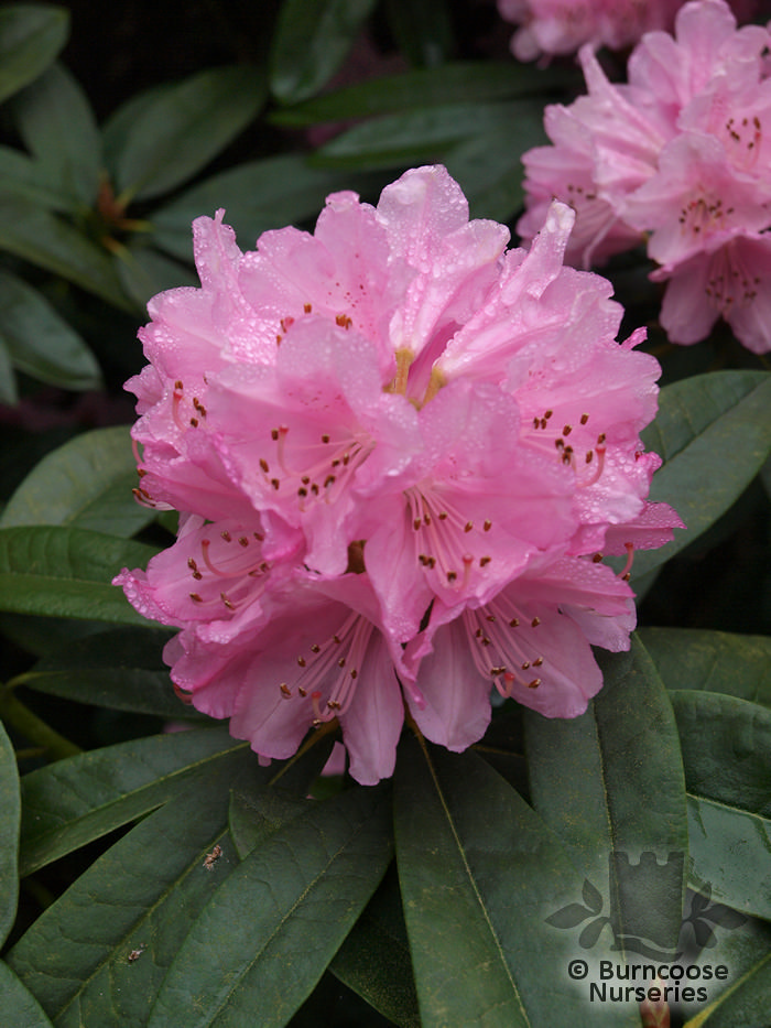 Rhododendrons - Burncoose Nurseries - plants by mail order direct to you