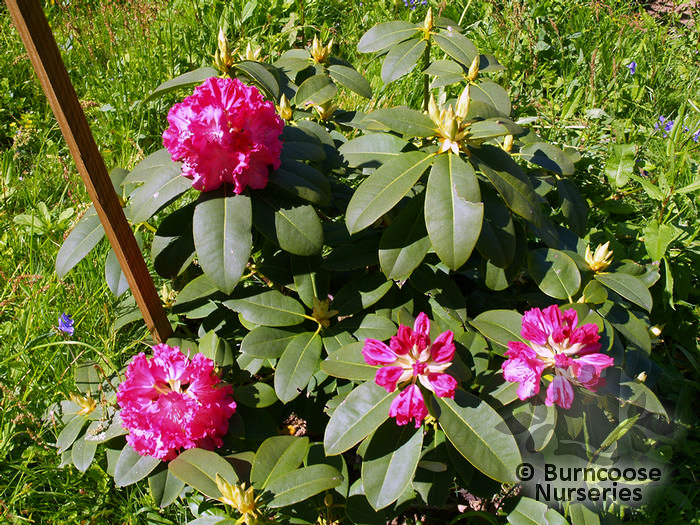 Rhododendron 'Germania' from Burncoose Nurseries RHODODENDRON HYBRIDS