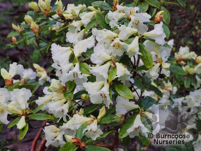Rhododendron 'Golden Oriole' Var Talavera from Burncoose Nurseries ...