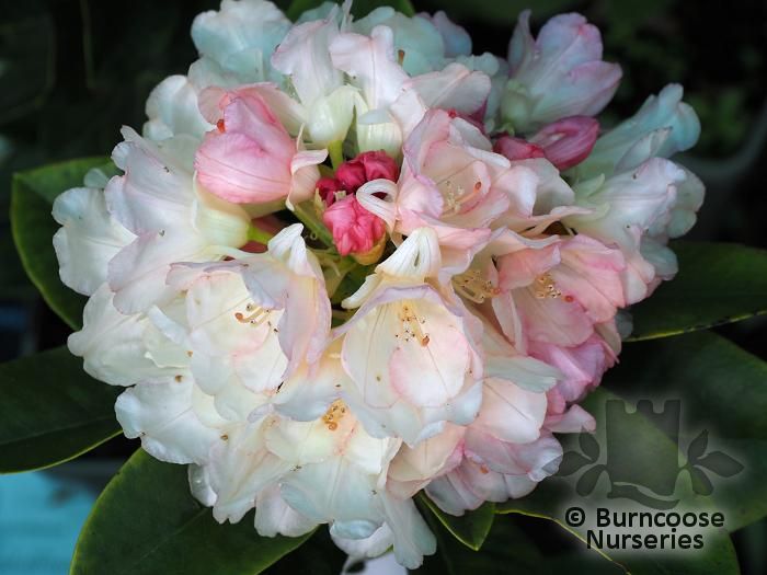 Rhododendron 'Golden Torch' from Burncoose Nurseries RHODODENDRON HYBRIDS