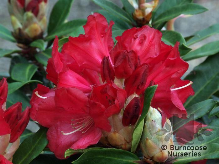 Rhododendron 'Halfdan Lem' from Burncoose Nurseries RHODODENDRON HYBRIDS