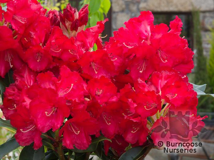 Rhododendron 'Halfdan Lem' from Burncoose Nurseries