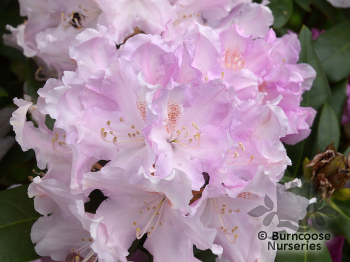 Rhododendron 'Hoppy' from Burncoose Nurseries