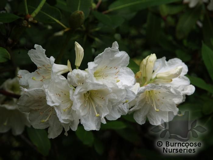 Rhododendron 'Polar Bear' from Burncoose Nurseries RHODODENDRON HYBRIDS