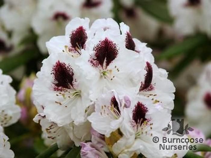 Rhododendron 'Sappho' from Burncoose Nurseries RHODODENDRON HYBRIDS