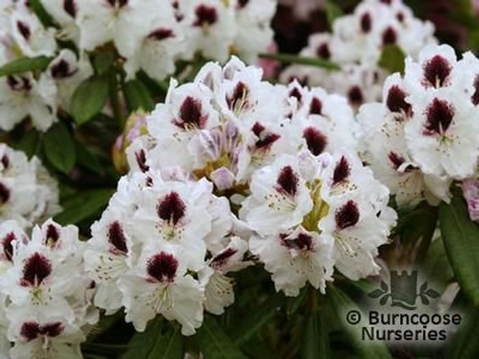 Rhododendron 'Sappho' from Burncoose Nurseries RHODODENDRON HYBRIDS