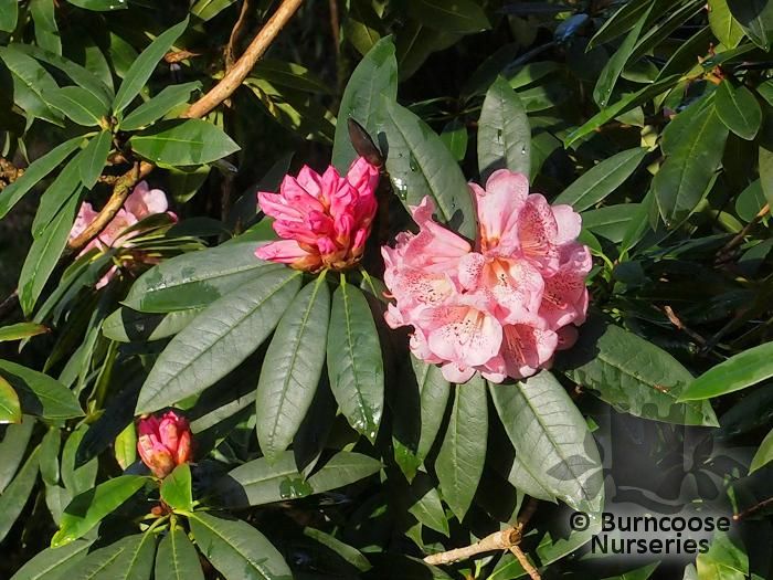 Rhododendron Irroratum from Burncoose Nurseries