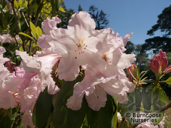 Rhododendron Loderi 'Pink Diamond' from Burncoose Nurseries ...