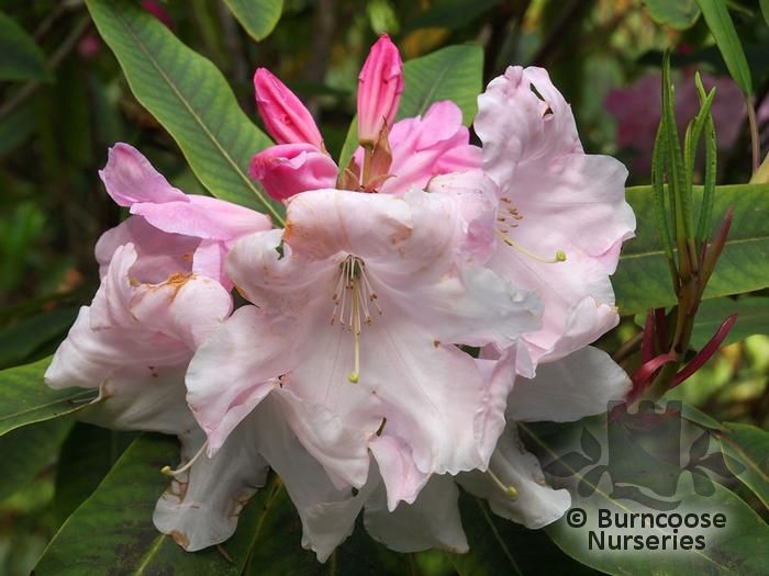 Rhododendron Loderi 'Pink Diamond' from Burncoose Nurseries ...