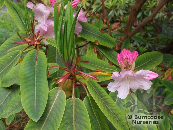 Rhododendron Loderi 'Pink Diamond' from Burncoose Nurseries ...