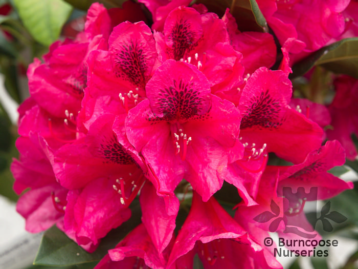 Rhododendron 'Lord Roberts' from Burncoose Nurseries RHODODENDRON HYBRIDS