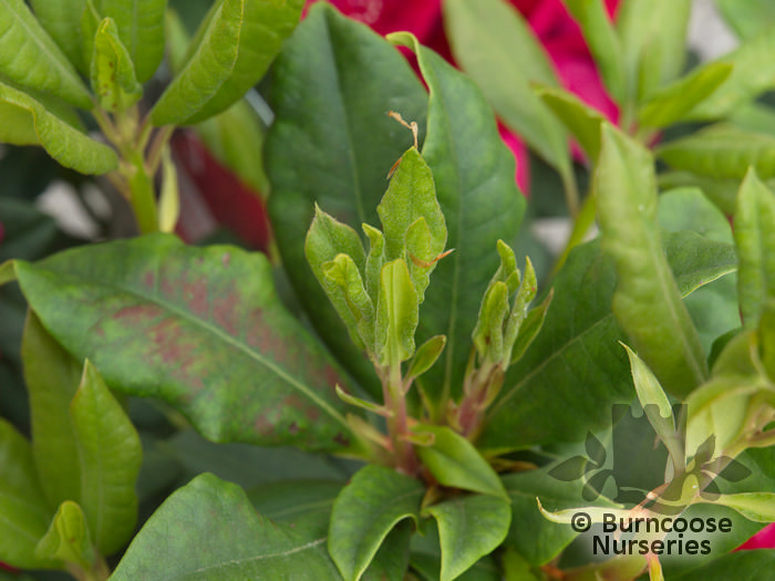 Rhododendron 'Lord Roberts' from Burncoose Nurseries RHODODENDRON HYBRIDS