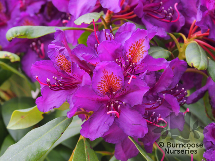 Rhododendron 'Marcel Menard' from Burncoose Nurseries RHODODENDRON ...