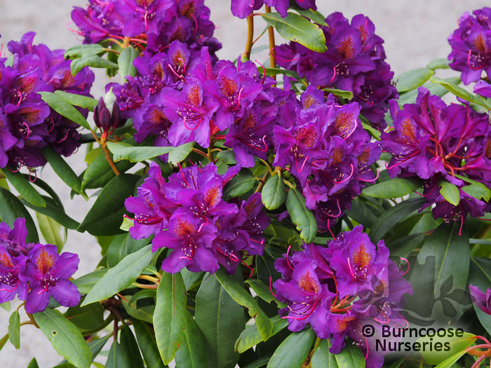 Rhododendron 'Marcel Menard' from Burncoose Nurseries RHODODENDRON ...