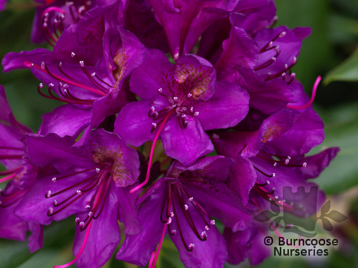 Rhododendron 'Marcel Menard' from Burncoose Nurseries RHODODENDRON ...