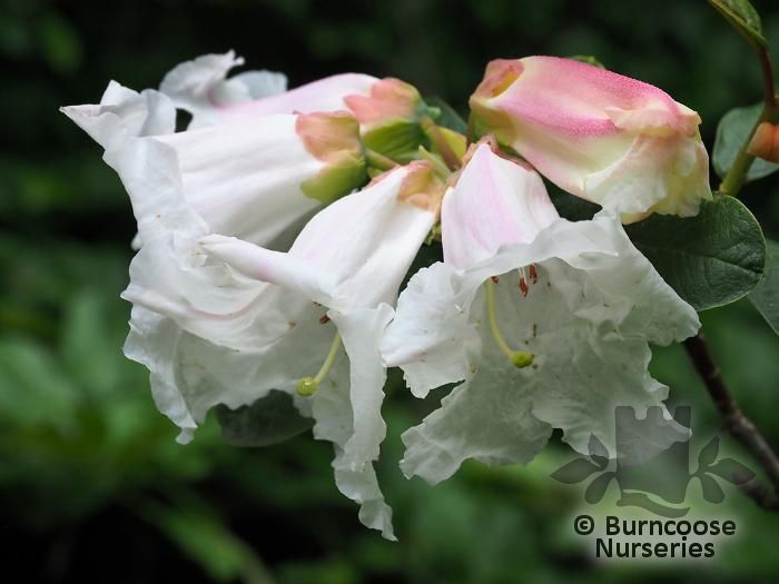 Rhododendron Megacalyx from Burncoose Nurseries