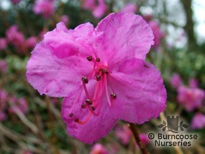 Rhododendron Mucronulatum from Burncoose Nurseries RHODODENDRON SPECIES