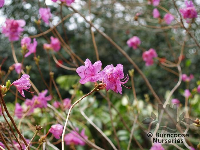 Rhododendron Mucronulatum from Burncoose Nurseries RHODODENDRON SPECIES