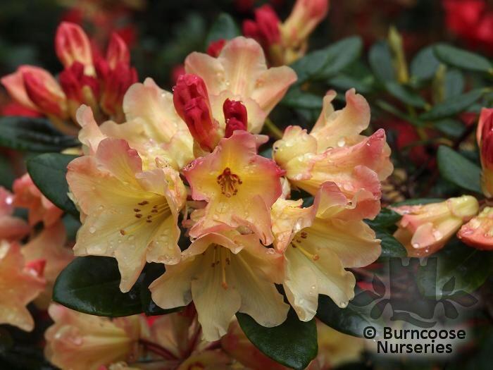 Rhododendron 'Nancy Evans' from Burncoose Nurseries