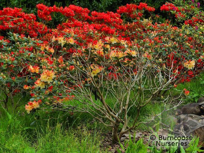 Rhododendron 'Nancy Evans' from Burncoose Nurseries