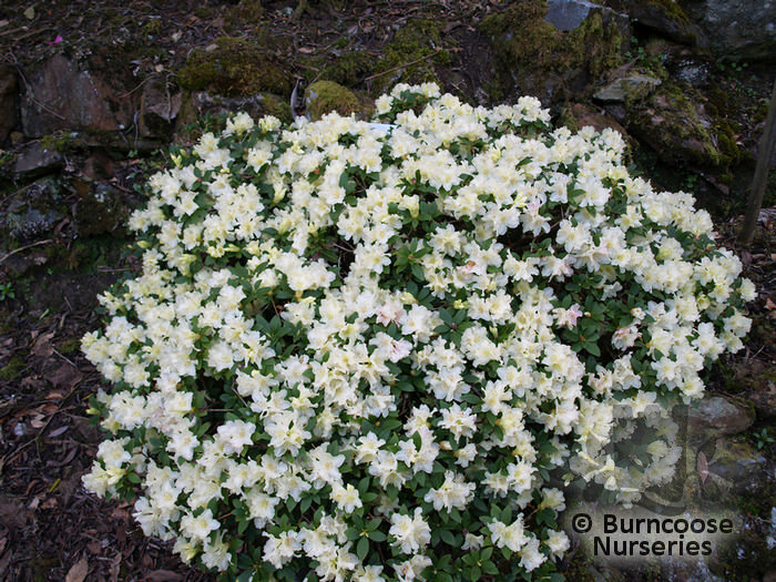 Rhododendron 'Patty Bee' from Burncoose Nurseries RHODODENDRON HYBRIDS