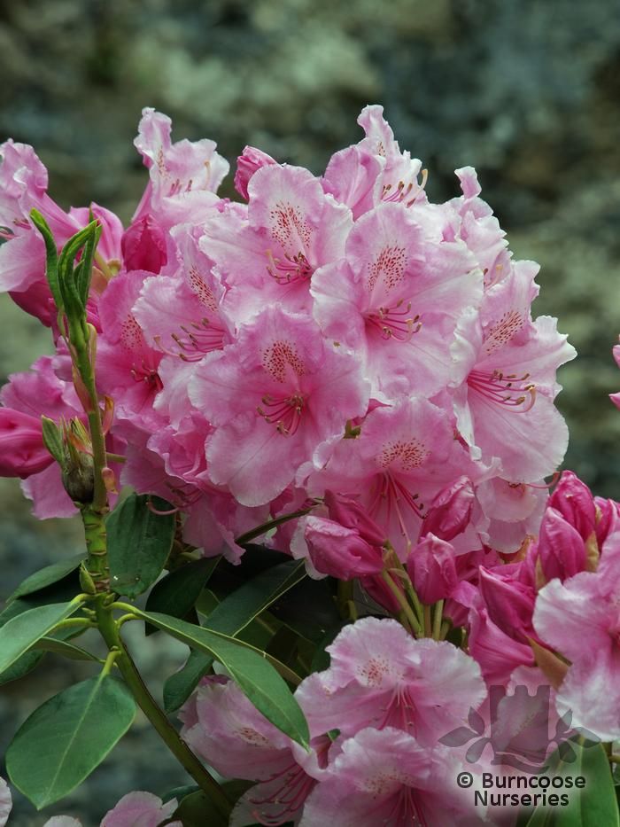 Rhododendron 'Pink Pearl' from Burncoose Nurseries RHODODENDRON HYBRIDS