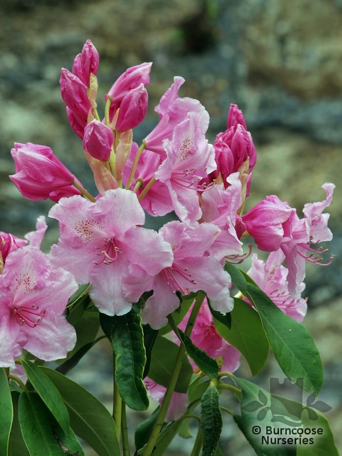 Rhododendron 'Pink Pearl' from Burncoose Nurseries RHODODENDRON HYBRIDS