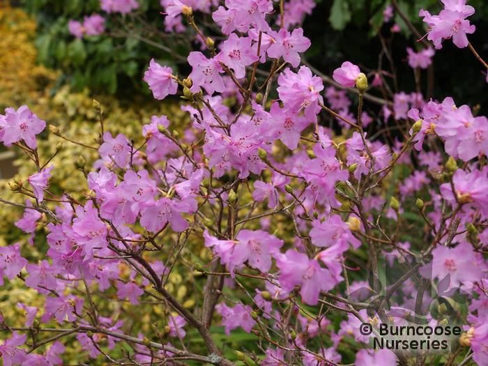 Rhododendron 'Praecox' from Burncoose Nurseries RHODODENDRON HYBRIDS