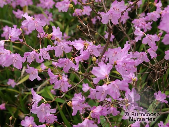 Rhododendron 'Praecox' from Burncoose Nurseries RHODODENDRON HYBRIDS