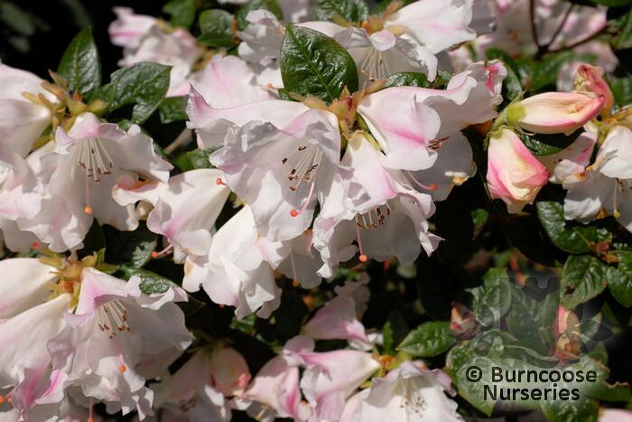 Rhododendron 'Princess Alice' from Burncoose Nurseries RHODODENDRON ...