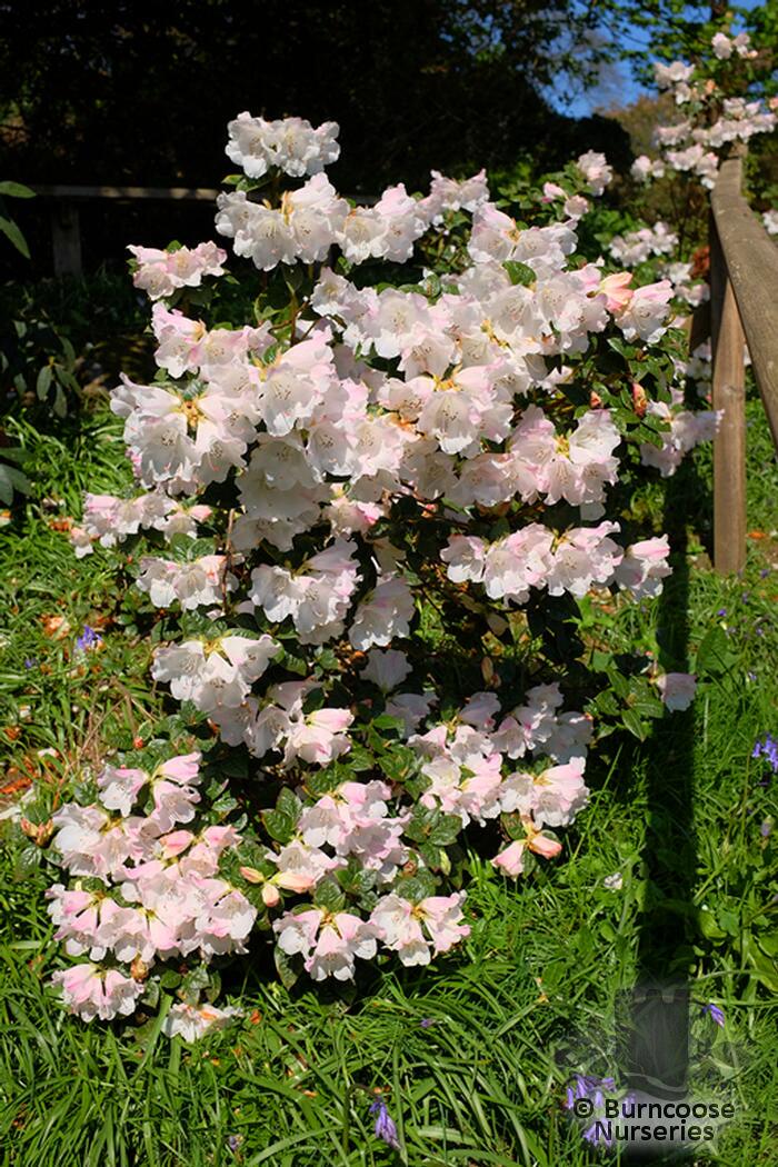 Rhododendron 'Princess Alice' from Burncoose Nurseries RHODODENDRON ...