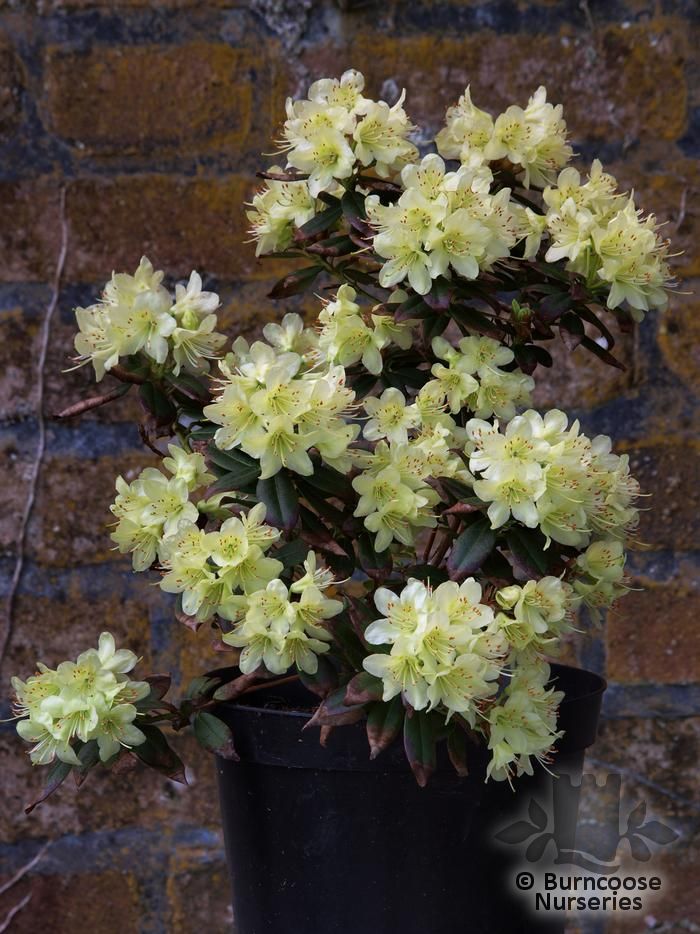 Rhododendron 'Princess Anne' from Burncoose Nurseries RHODODENDRON ...