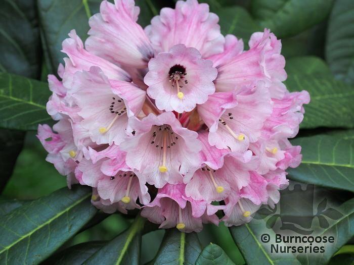 Rhododendron Protistum Var. Giganteum from Burncoose Nurseries ...