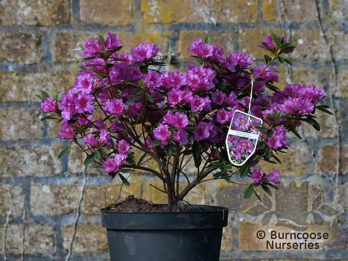 Rhododendron 'Purple Splendour' from Burncoose Nurseries RHODODENDRON ...