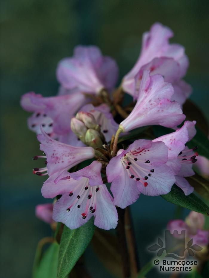 Rhododendron Rubiginosum from Burncoose Nurseries RHODODENDRON SPECIES