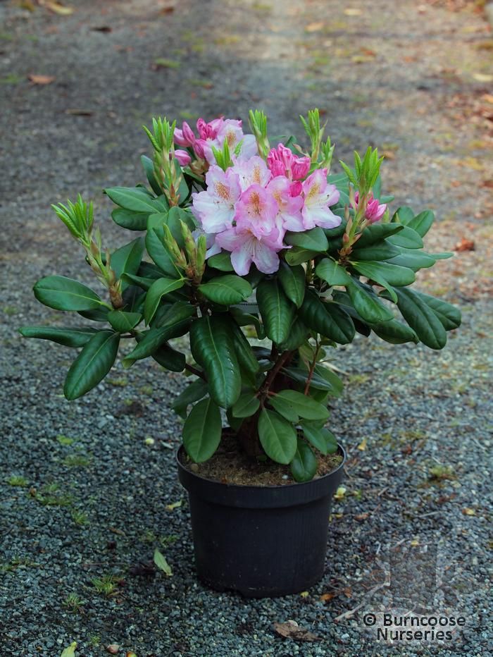 Rhododendron 'Percy Wiseman' from Burncoose Nurseries RHODODENDRON ...