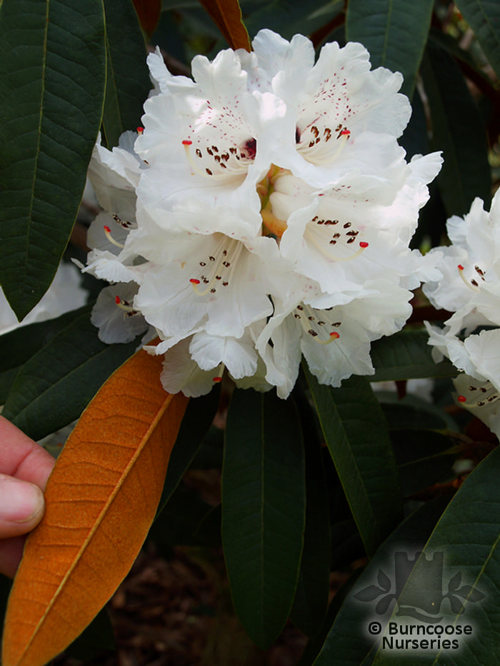 Rhododendron 'Sir Charles Lemon' from Burncoose Nurseries RHODODENDRON ...