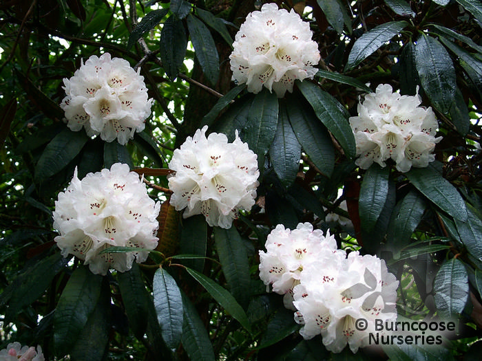 Rhododendron 'Sir Charles Lemon' from Burncoose Nurseries RHODODENDRON ...