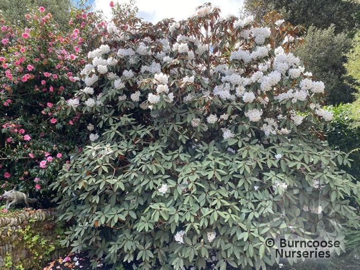 Rhododendron 'Sir Charles Lemon' from Burncoose Nurseries RHODODENDRON ...