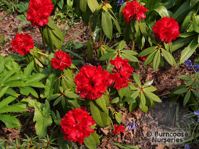 Rhododendron 'Taurus' from Burncoose Nurseries RHODODENDRON HYBRIDS